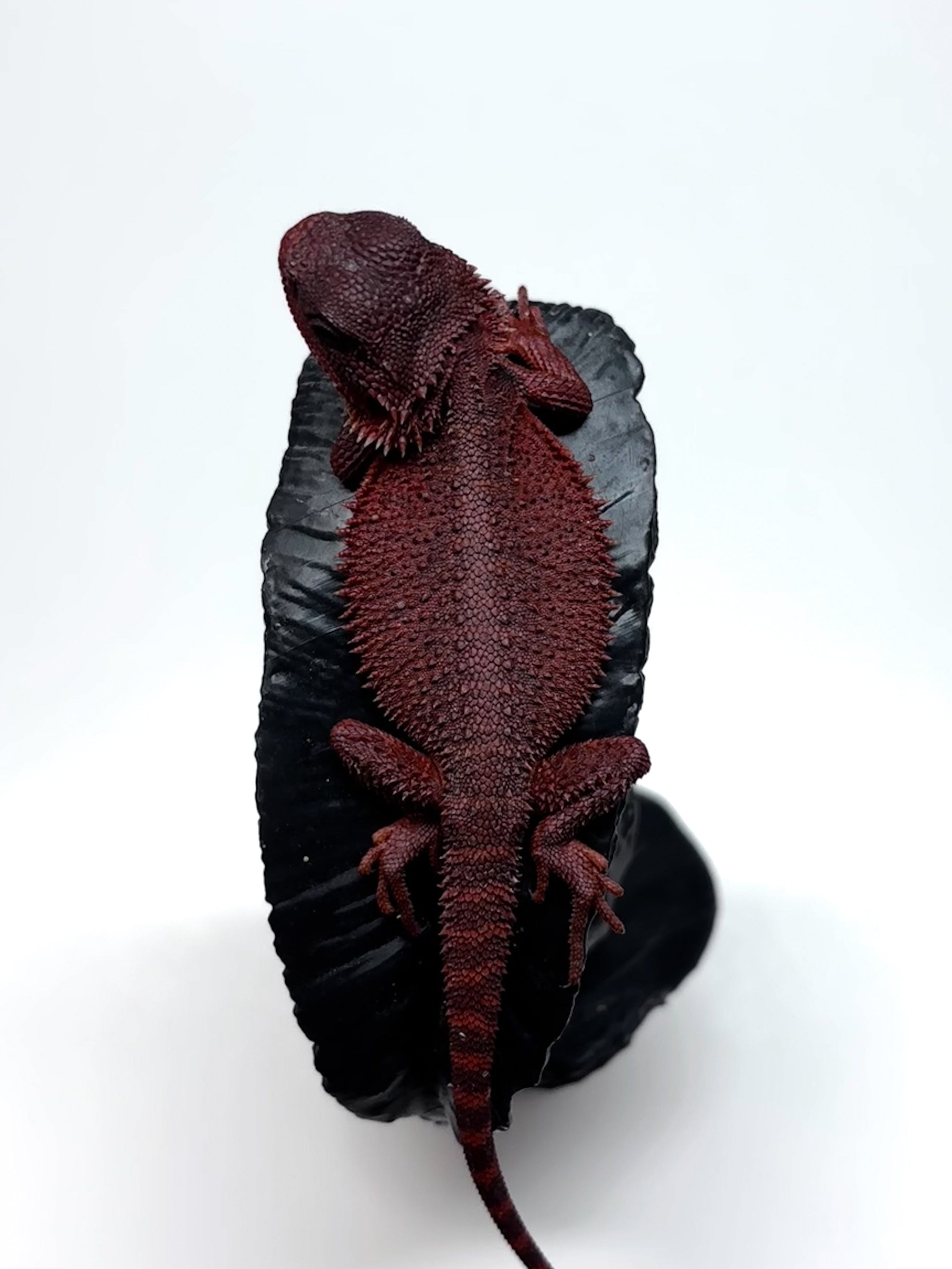 🩸#16 Extreme Dark Red Monster Trans🩸 – AestheticCritters