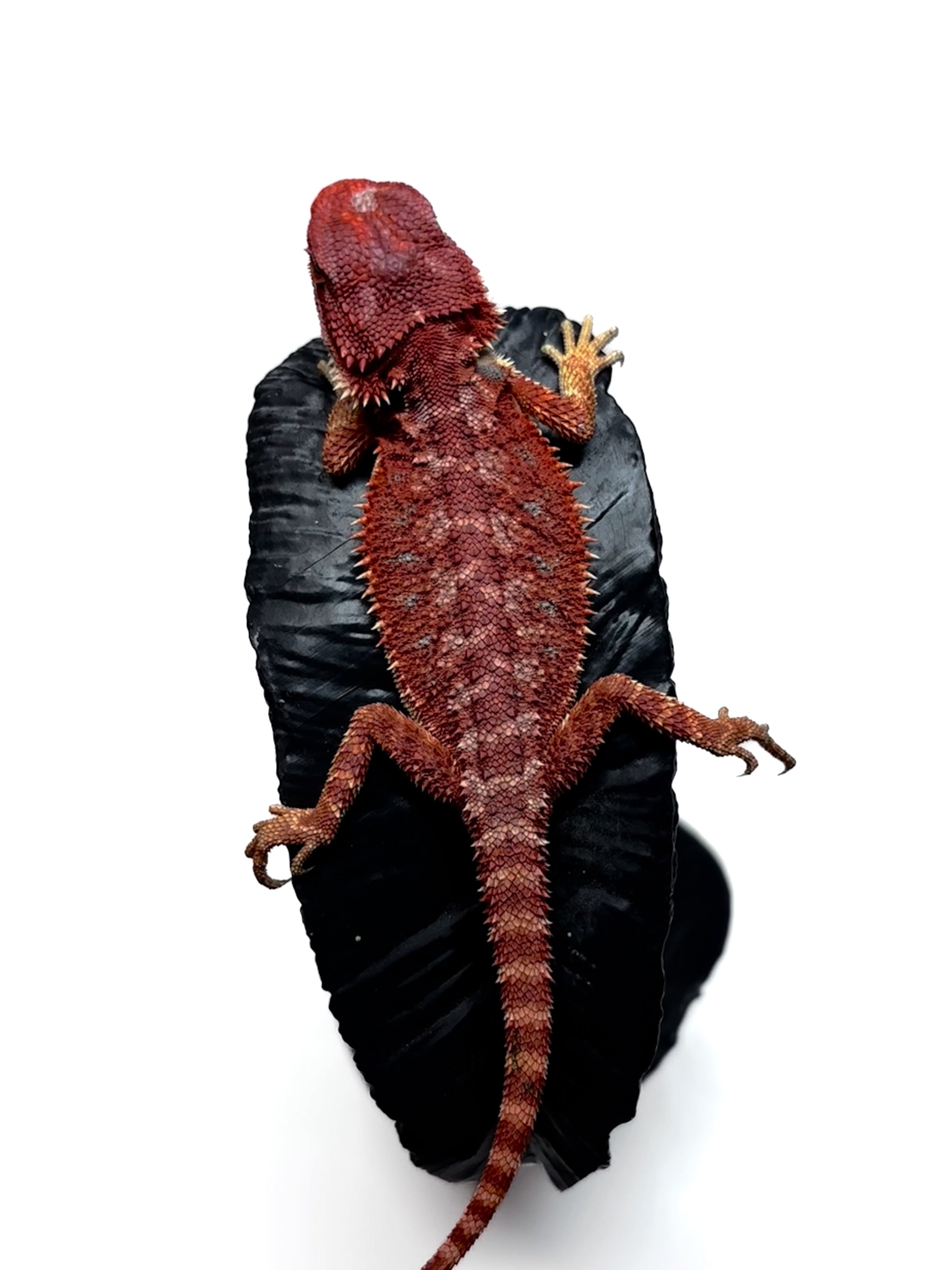 🔥 #26 Hypo Red Monster 🔥 – AestheticCritters