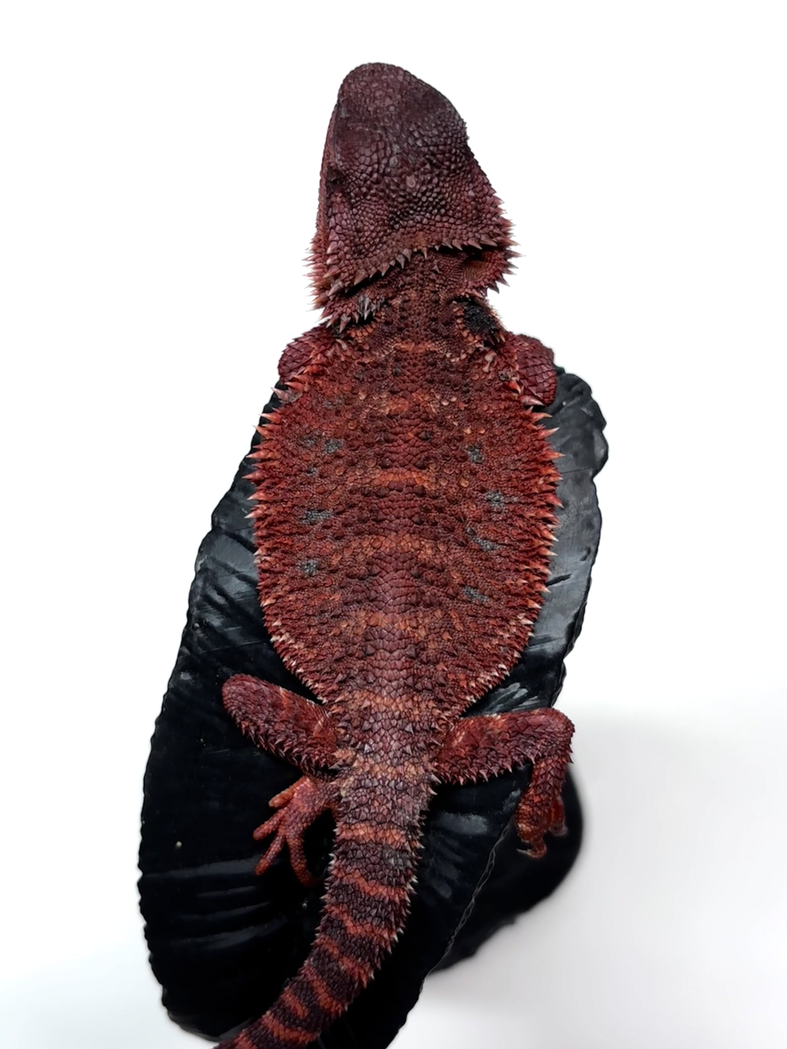 🩸#13 Extreme Dark Red Monster🩸 – AestheticCritters